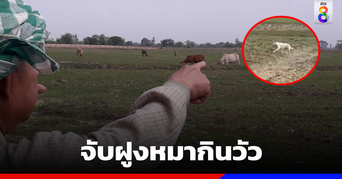 ล้อมจับฝูงหมาผีปอบกินวัว